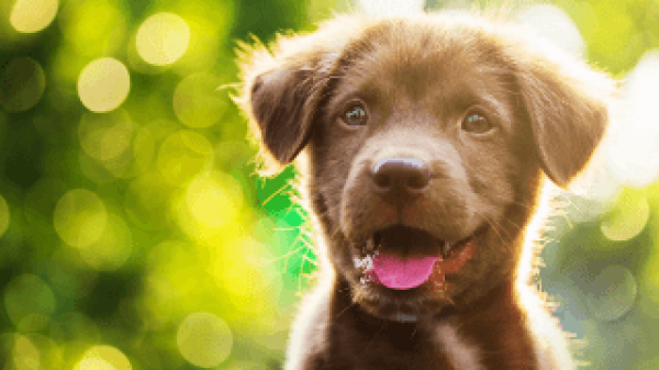 Dog Insurance Plus Access to a Vet in Your Pocket | AA New Zealand