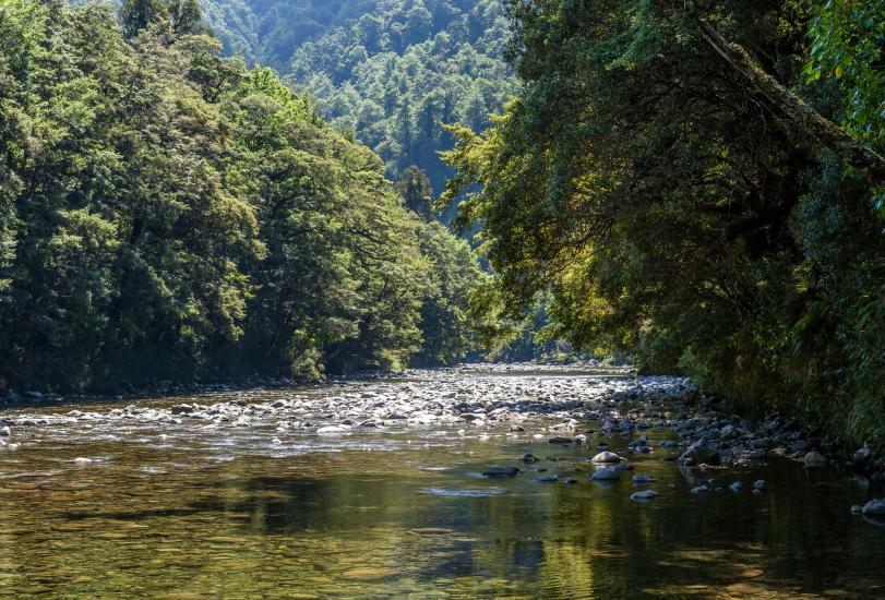 Tararua: a glimpse of prehistoric New Zealand