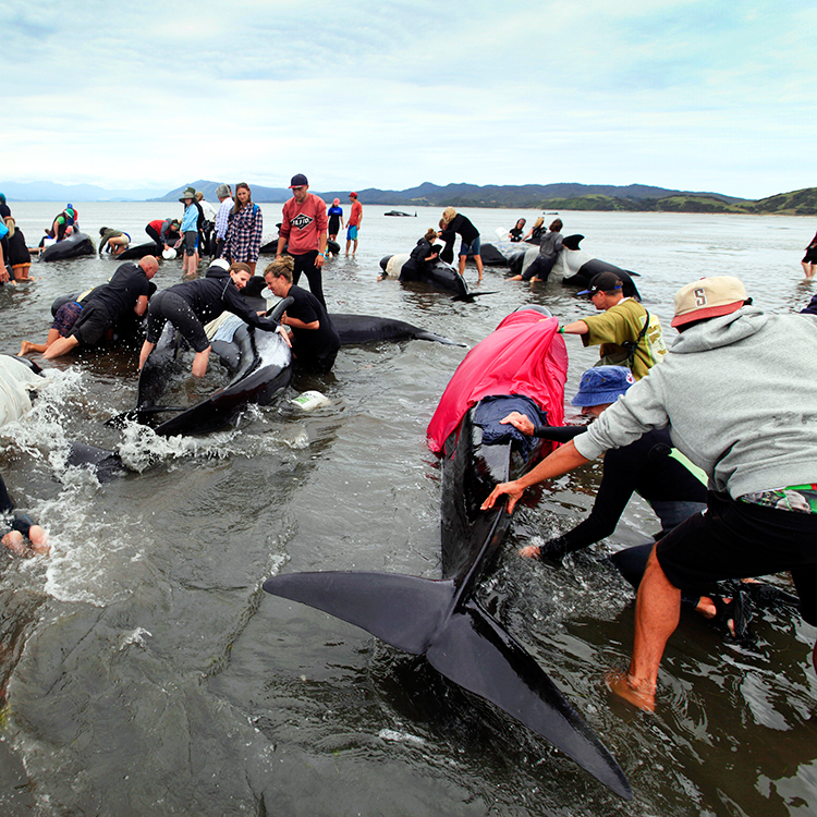 Q&A: Project Jonah
