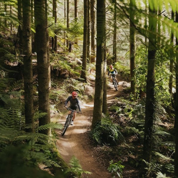 Ride the Whakarewarewa Forest Loop cycle trail